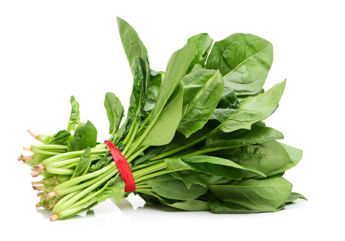 Fresh Organic Palak procured directly from farmers